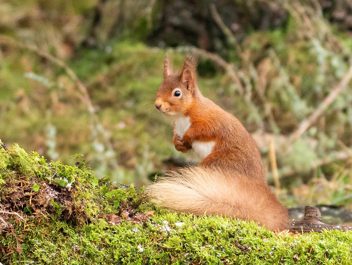 Red Squirrels – Janet Mew Photography
